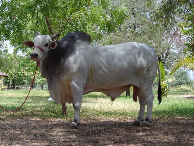 ganado para carne: Ganado Para Carne